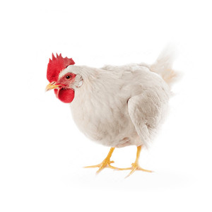 Broiler Chicken (500 gm) (packet)